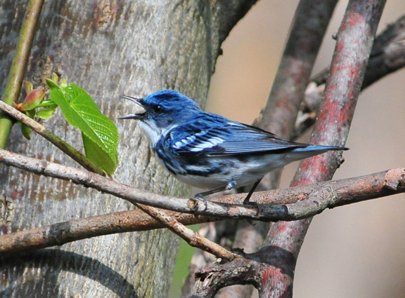 Central America’s forests are crucial for migrating birds: Study ...